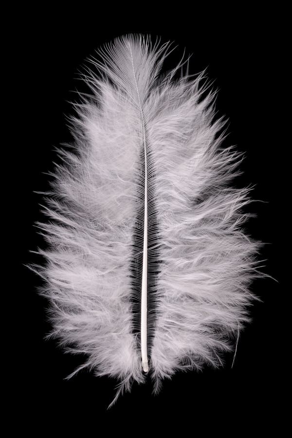 593,638 White Feather Stock Photos - Free & Royalty-Free Stock Photos ...
