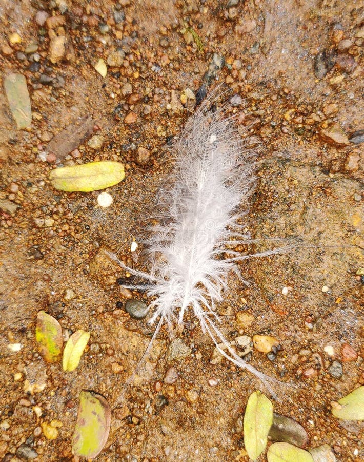 A White Feather Lying on Earth Stock Image - Image of insect, lying ...
