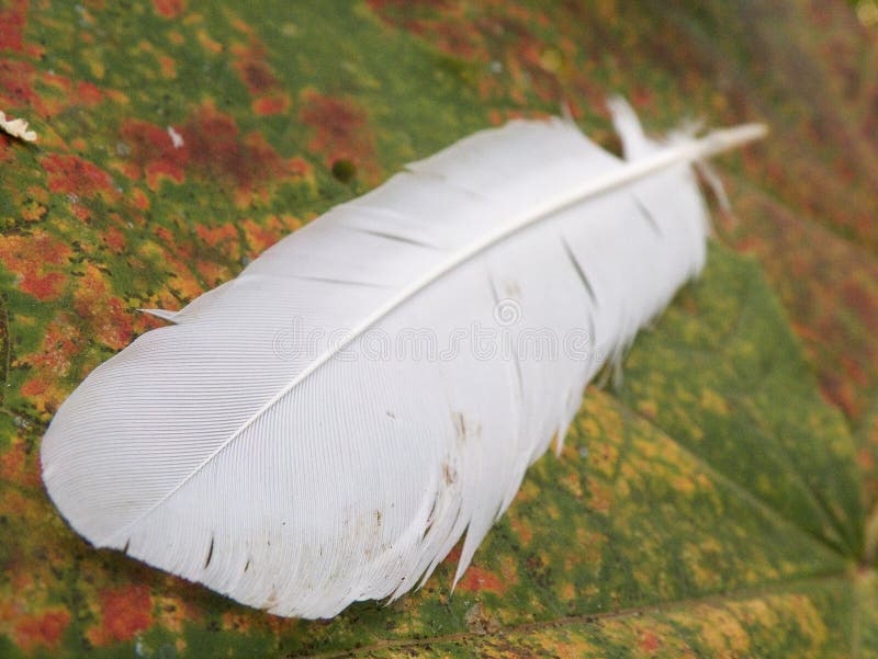 White feather stock image. Image of feather, yellow, white - 275167