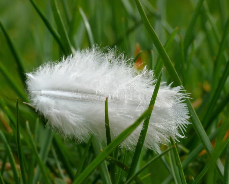 White feather stock photo. Image of country, feather, closeup - 4929134