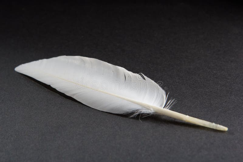 Open folder stock photo. Image of isolated, clip, white - 6499996