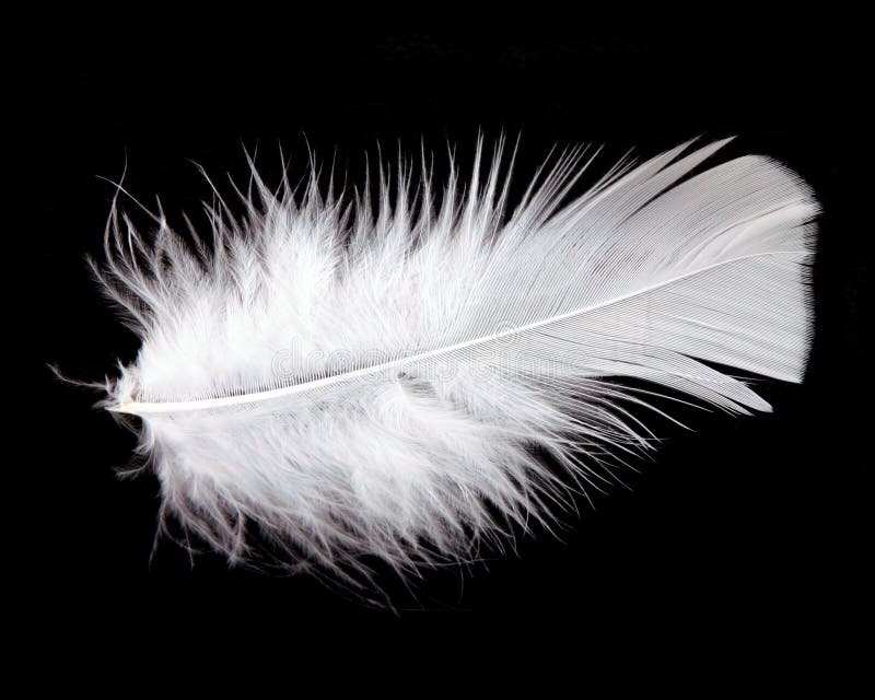 White feather stock photo. Image of white, feather, delicate - 874122