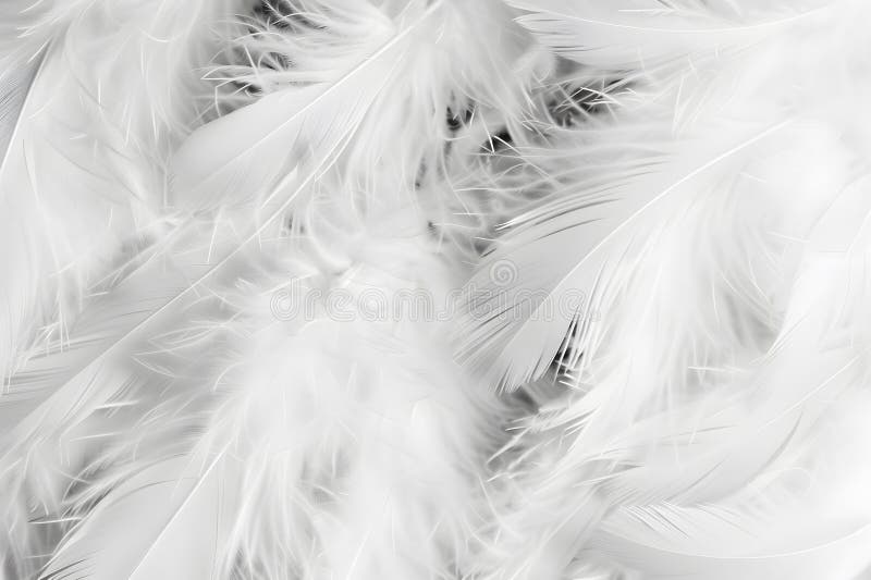 White Feather Texture Background - Soft Fluffy Feathers Stock ...