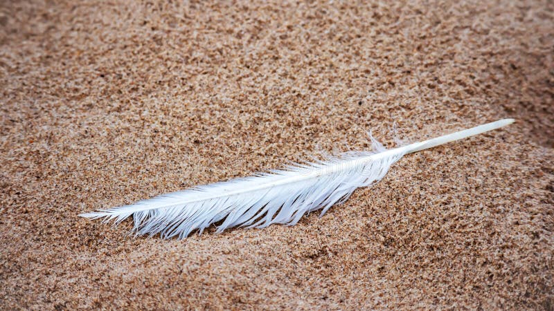 The White Feather of Bird on the Sand Stock Photo - Image of plumage ...