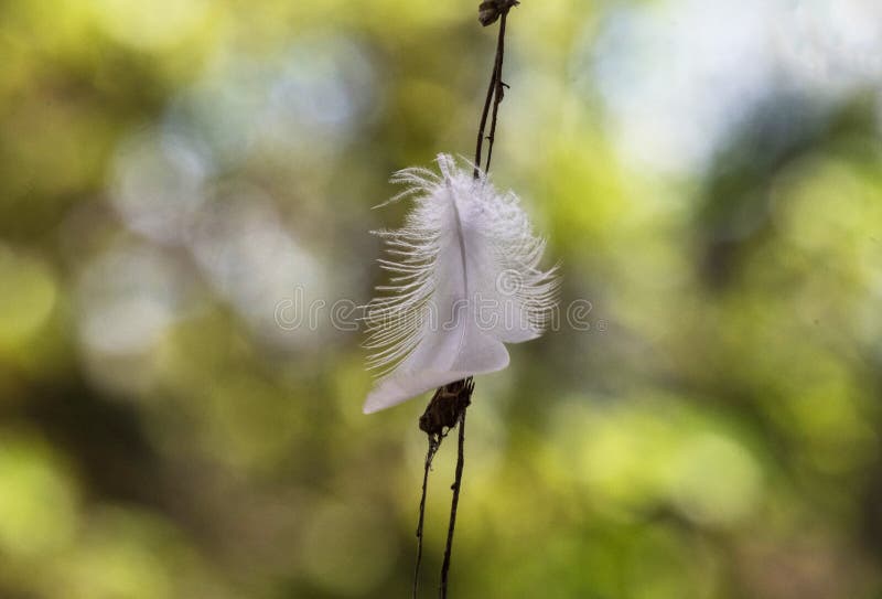 A White Feather of a Bird is Stuck on the Branch of Tree Stock Photo ...