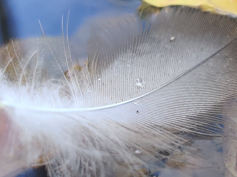 White Feather of a Bird with Water Drops. Stock Image - Image of drops ...
