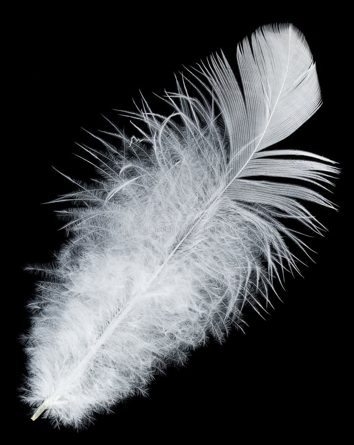 Big white feather stock image. Image of color, softness - 11366451