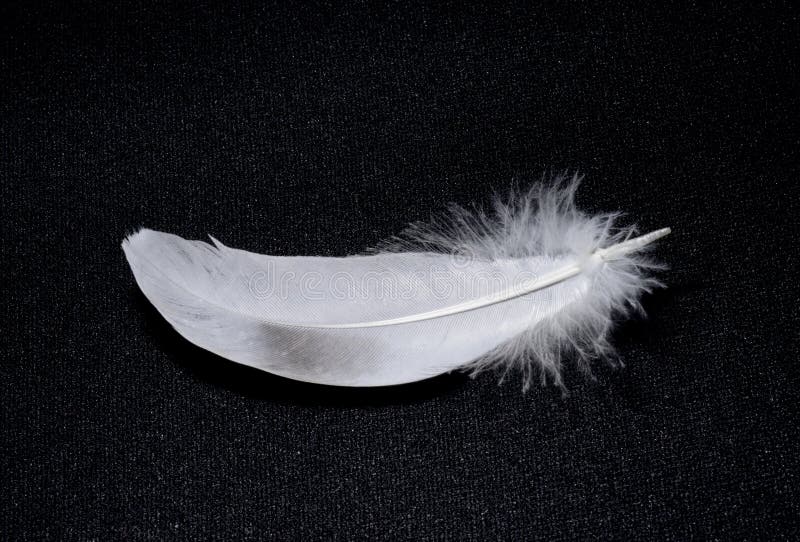 White feather stock image. Image of lightweight, feather - 39329465
