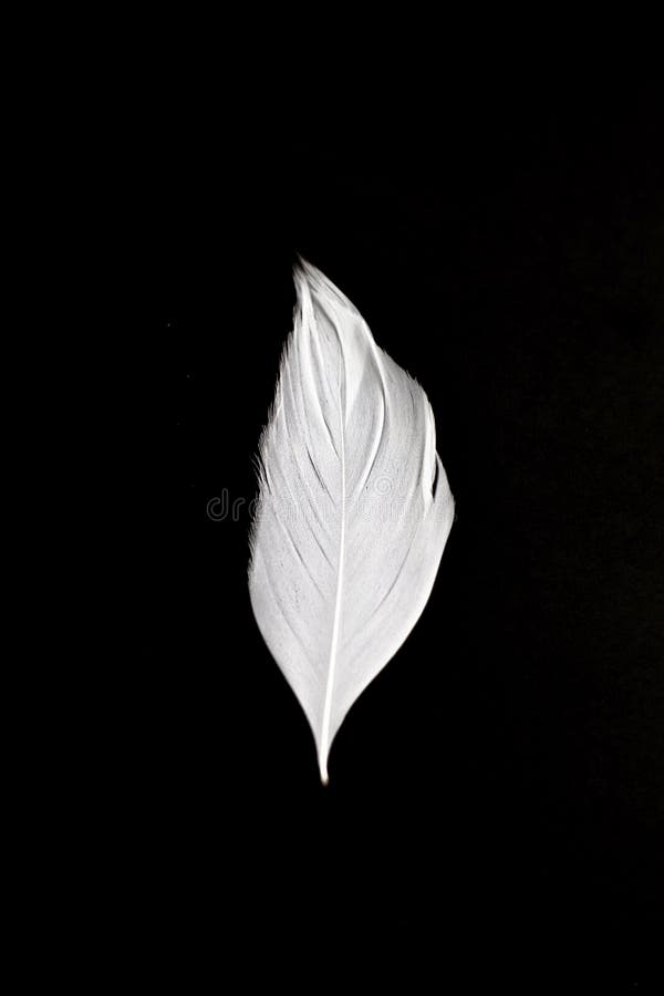 White Feather on Black Background Stock Photo - Image of black, graphic ...