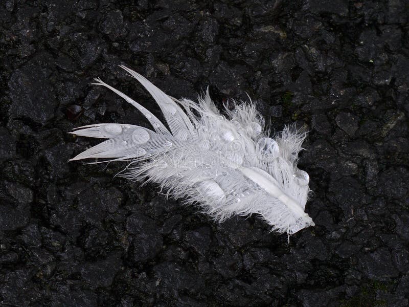 Feather with Rain Drop Macro Stock Image - Image of macro, geese: 16430635