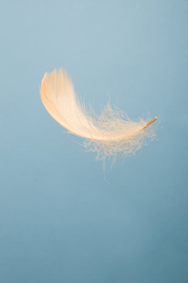 Falling Feather Stock Images - Download 1,626 Royalty Free Photos