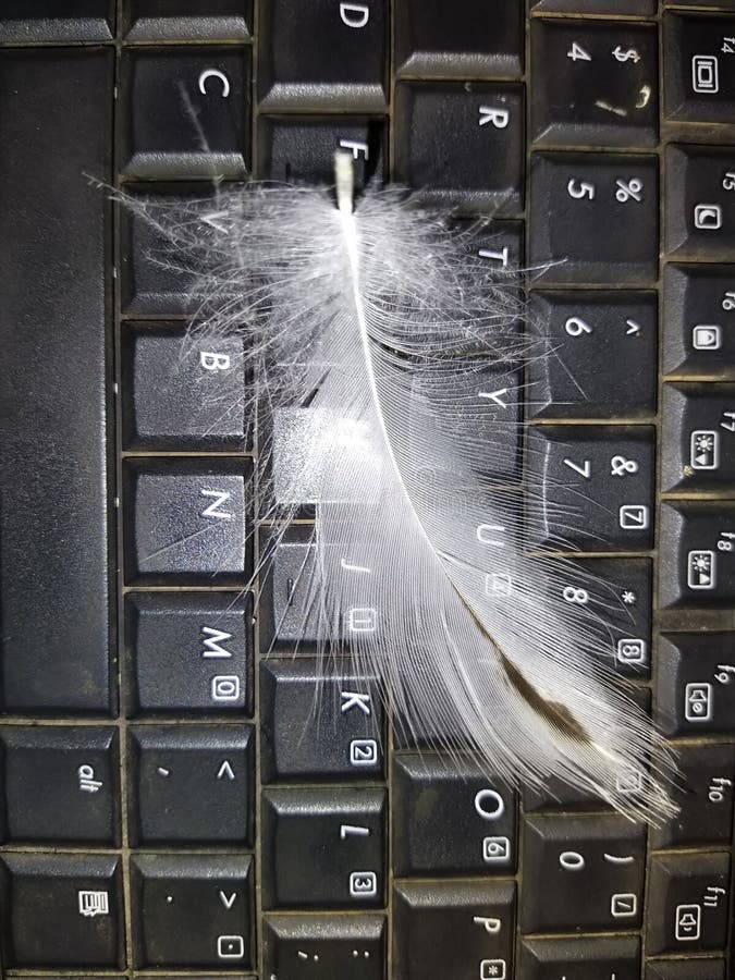 White Feather Keyboard Background Stock Photos - Free & Royalty-Free ...