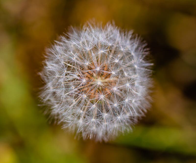White Feather Dandelion Seeds Ready for Dispersal Stock Photo - Image ...