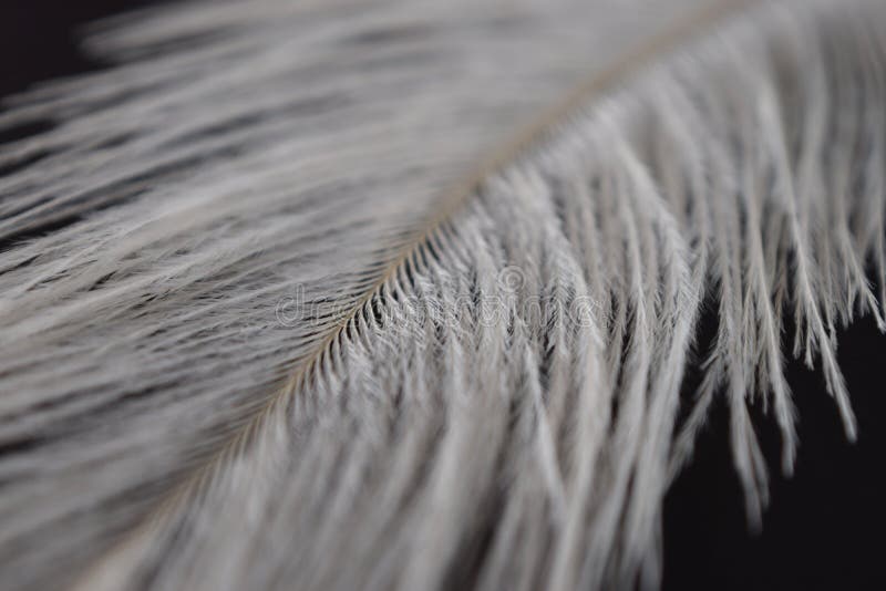 A white feather stock image. Image of feather, unique - 52472271