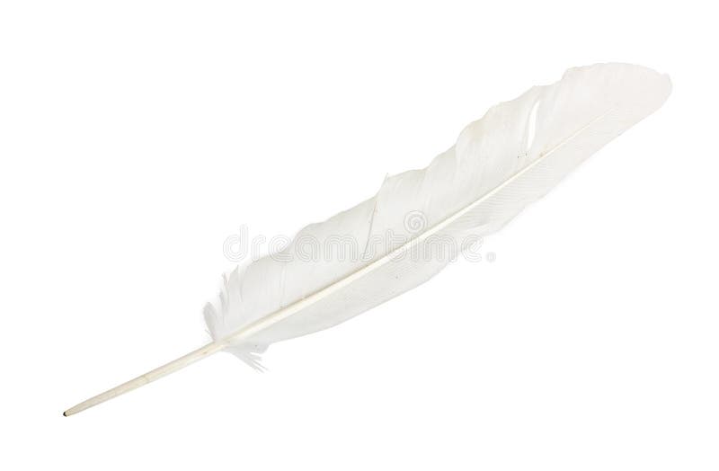 White Feather of Dove, Isolated on White Background. Close-up Stock ...