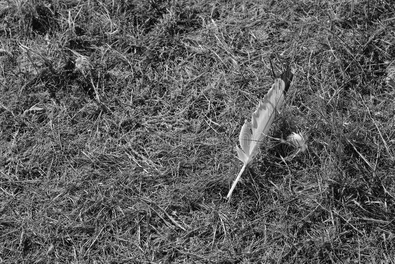 White Feather on Dry Grass Texture Stock Image - Image of closeup ...