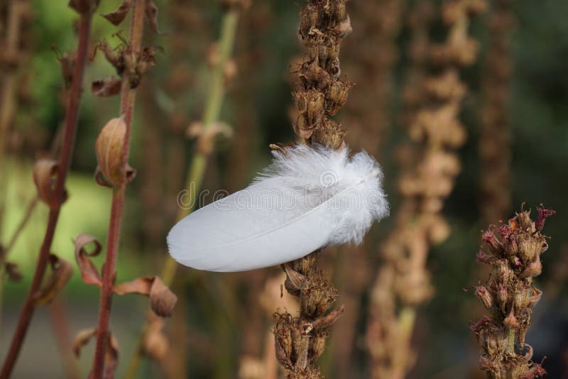 White feather stock photo. Image of wing, bird, fuzz - 77436412