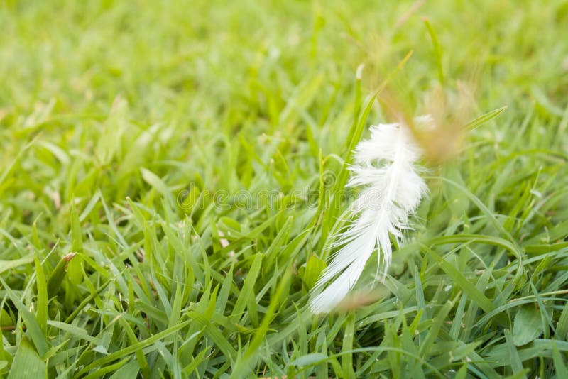 Feather fall on grass stock image. Image of calm, tranquility - 73353109