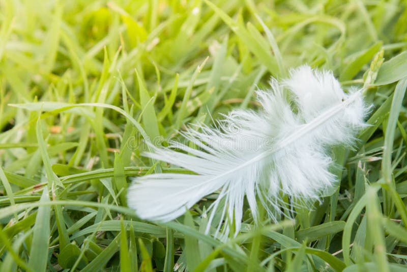 Feather fall on grass stock image. Image of calm, tranquility - 73353109