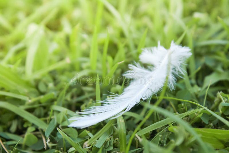 White Feather Fall on Green Grass Field. Stock Photo - Image of animal ...