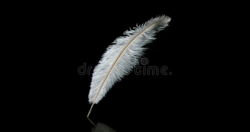 White Feather Falling Against Black Background, Normandy Stock Photo ...