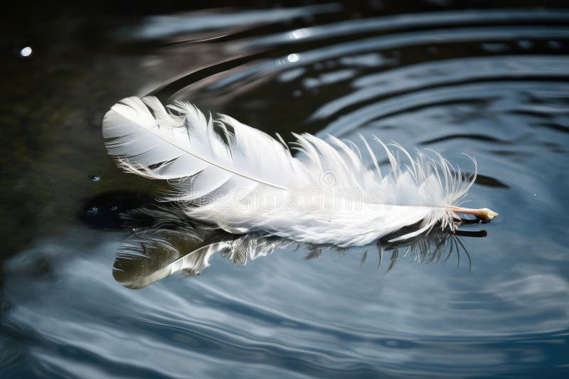 White Feather Floating in a Pool of Water Stock Illustration ...