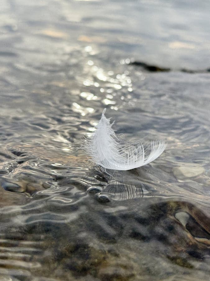 White Feather Floating on Rippled Water Surface with Sunlight ...