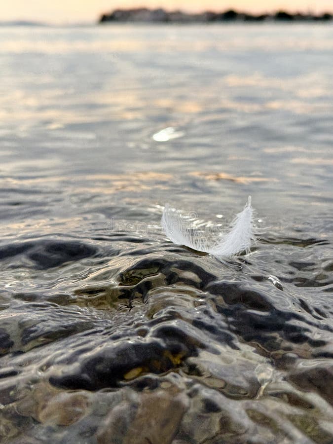 White Feather Floating Rippling Water Surface Sunset Stock Photos ...