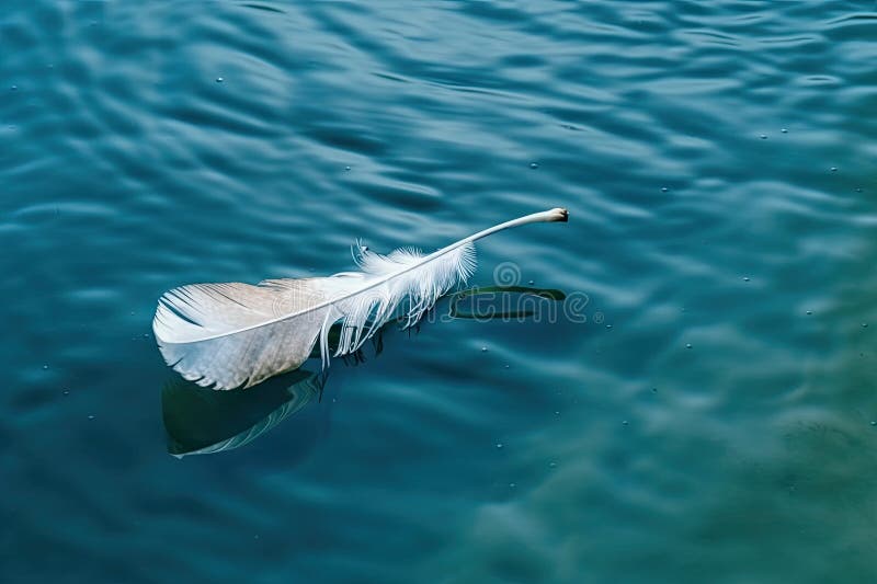 White Feather Floating on the Surface of Clear Blue Water Stock ...