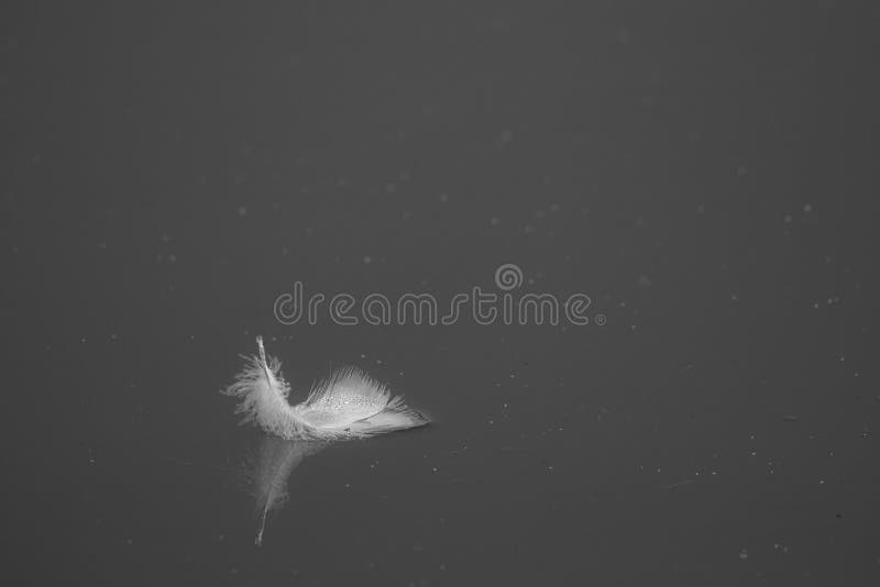 White Feather Floats on Calm Water Stock Photo - Image of animal, wild ...