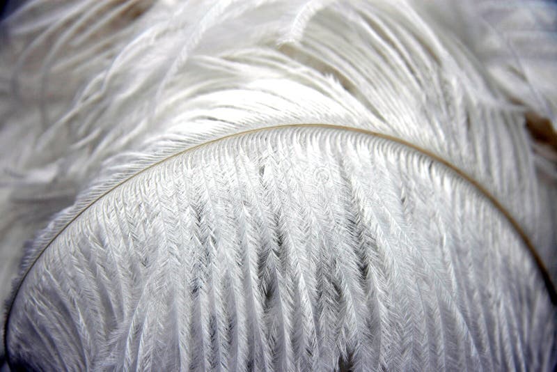 White feather stock photo. Image of fluffy, quill, bird - 71446632