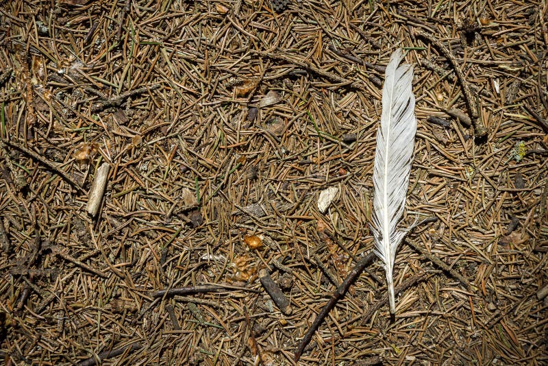 White Feather on a Forest Ground Stock Image - Image of abstract, cone ...