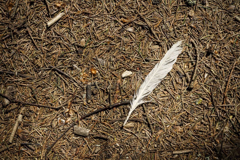 White Feather on a Forest Ground Stock Photo - Image of conifer, brown ...