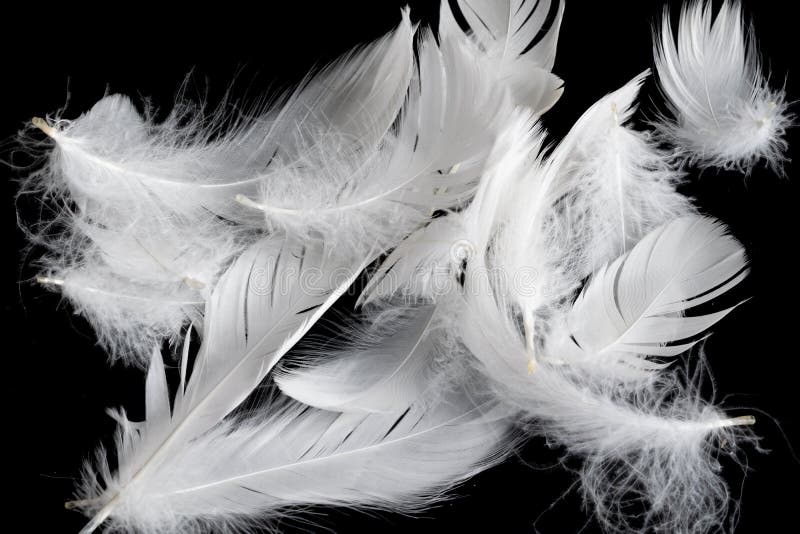 White Feather of a Goose on a Black Background Stock Image - Image of ...
