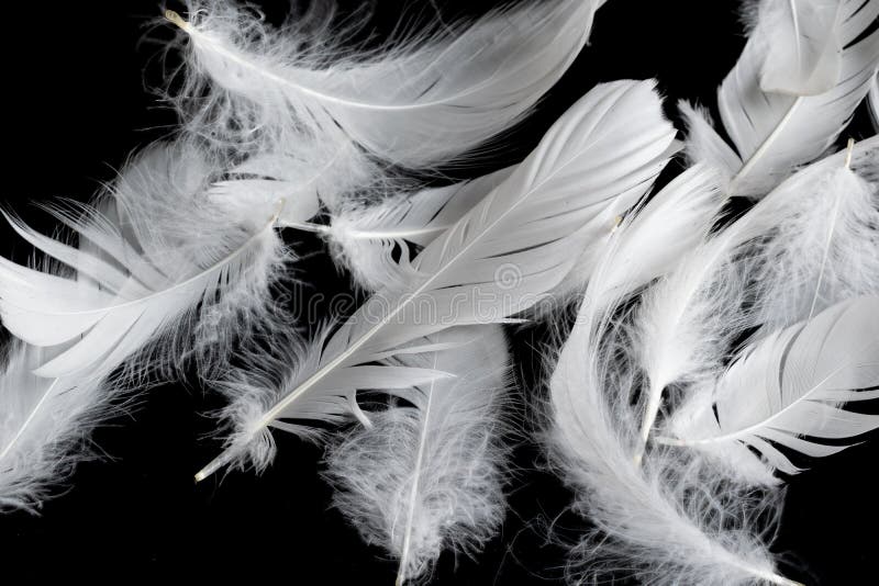 White Feather of a Goose on a Black Background Stock Photo - Image of ...