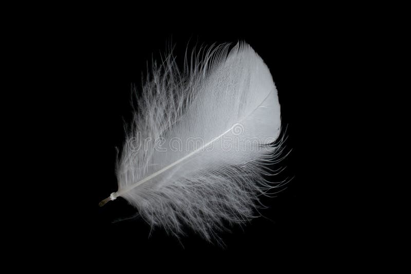 White Feather of a Goose on a Black Background Stock Photo - Image of ...