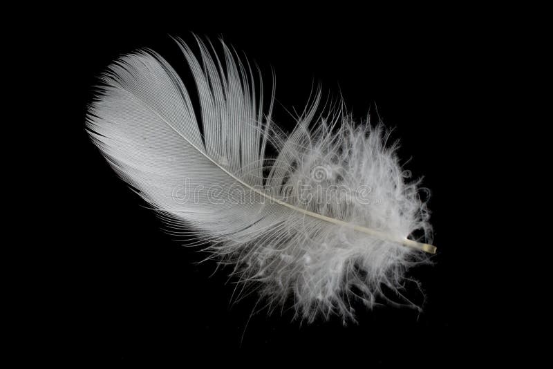 White Feather of a Goose on a Black Background Stock Photo - Image of ...