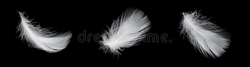 White Feather of a Goose on a Black Background Stock Photo - Image of ...