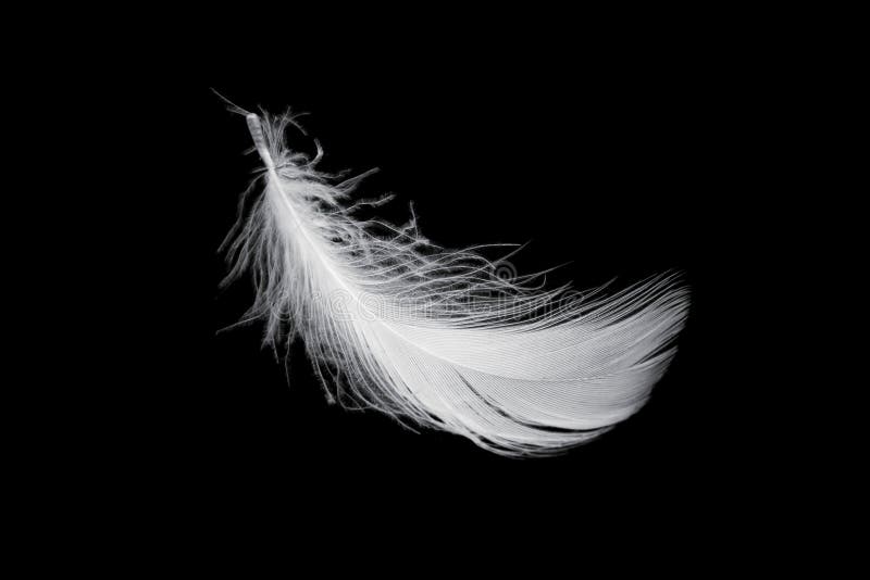 White Feather of a Goose on a Black Background Stock Image - Image of ...