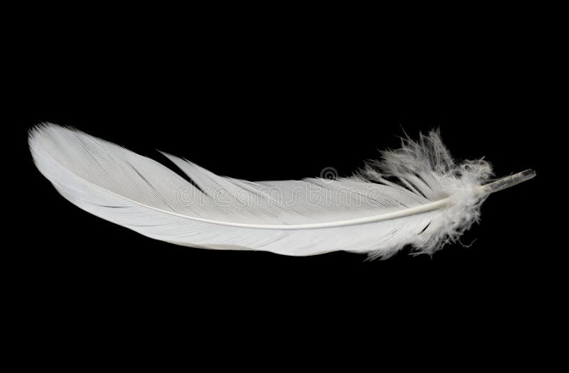 White Feather of a Goose on a Black Background Stock Photo - Image of ...