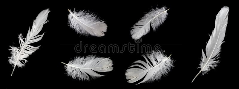 White Feather of a Goose on a Black Background Stock Photo - Image of ...