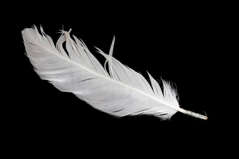 White Feather of a Goose on a Black Background Stock Photo - Image of ...