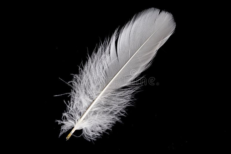White Feather of a Goose on a Black Background Stock Image - Image of ...