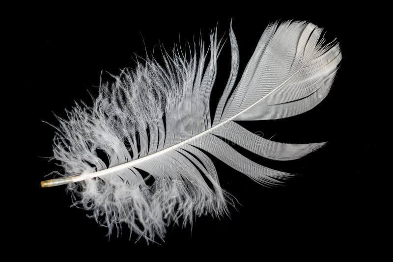 White Feather of a Goose on a Black Background Stock Photo - Image of ...
