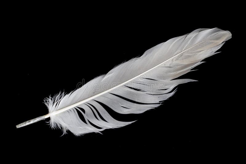 White Feather of a Goose on a Black Background Stock Photo - Image of ...