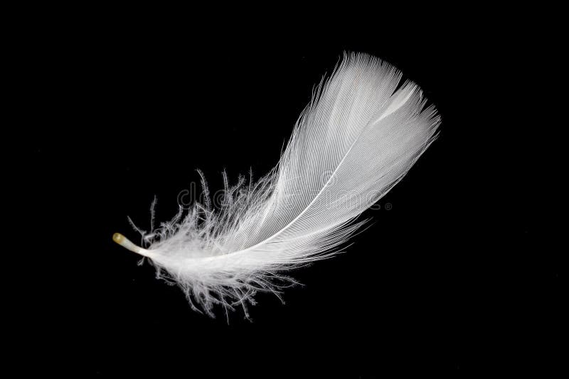White Feather of a Goose on a Black Background Stock Image - Image of ...