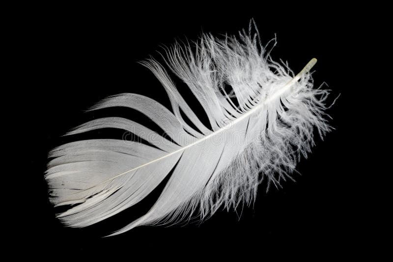 White Feather of a Goose on a Black Background Stock Image - Image of ...