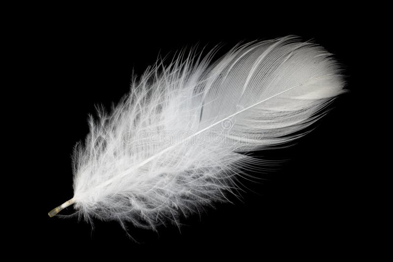 White Feather of a Goose on a Black Background Stock Photo - Image of ...