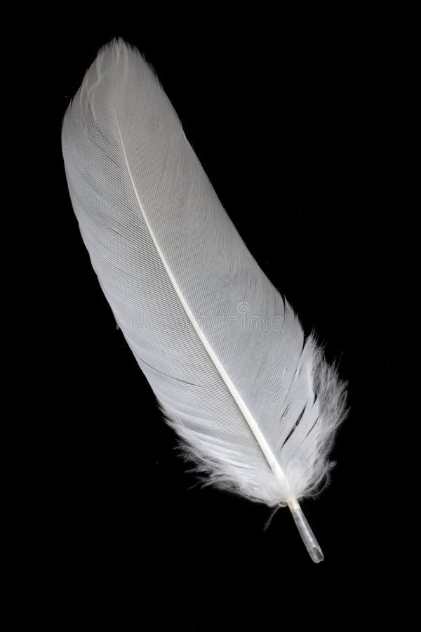 White Feather of a Goose on a Black Background Stock Image - Image of ...