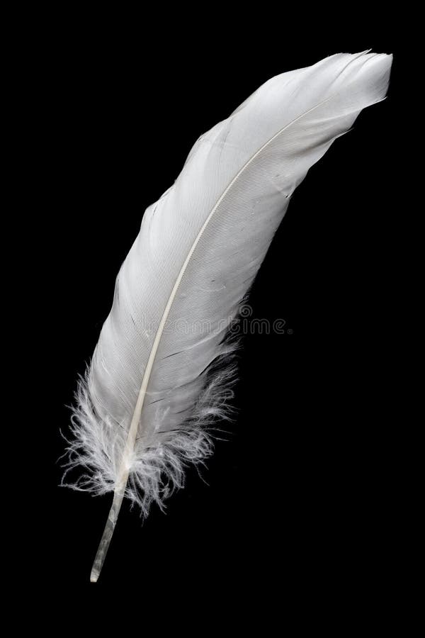 White Feather of a Goose on a Black Background Stock Image - Image of ...
